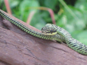 Golden Tree Snake - Koh Chang Nature | Koh Chang Nature