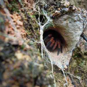 Giant Trapdoor Spider - Koh Chang Nature | Koh Chang Nature
