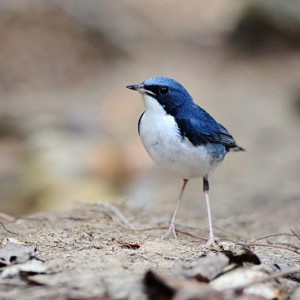 Siberian Blue Robin - Koh Chang Nature | Koh Chang Nature