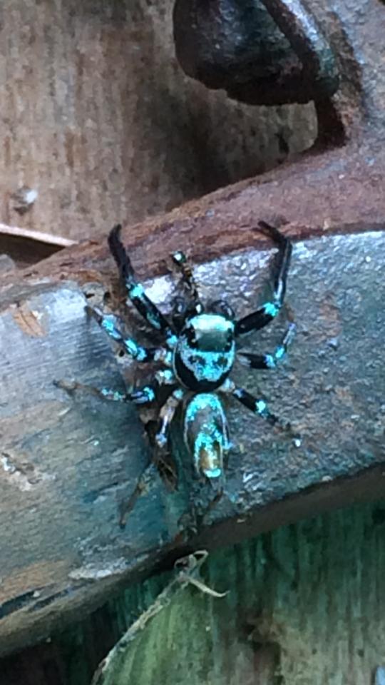 Thiania bhamoensis - Koh Chang Nature | Koh Chang Nature