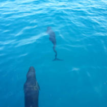 Common Bottlenose Dolphin - Koh Chang Nature | Koh Chang Nature