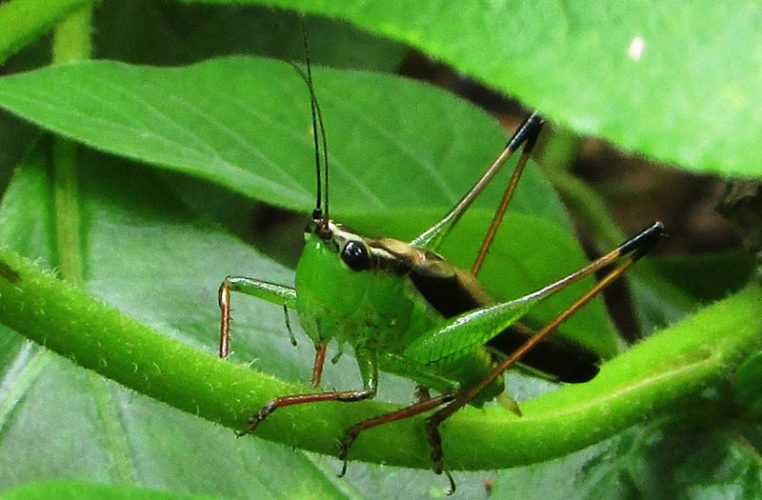 Conocephalus melanus - Koh Chang Nature | Koh Chang Nature